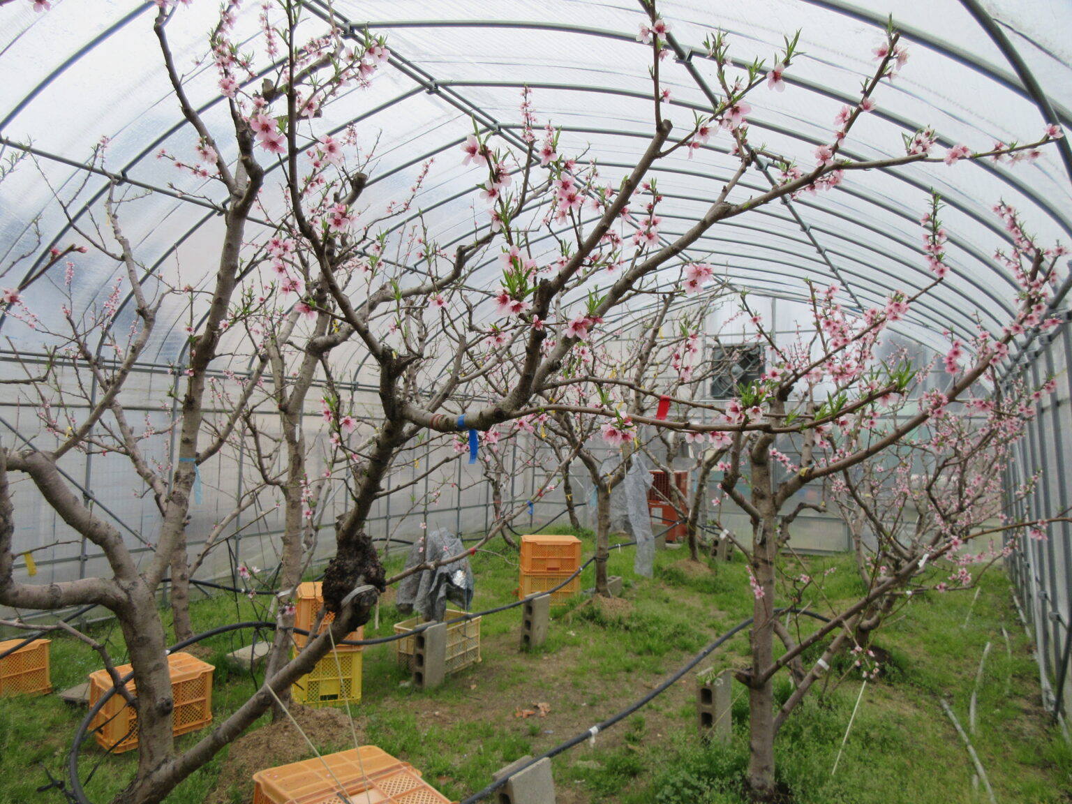 低温要求量が少なく果実品質の優れるモモの育成 Breeding of low-chill peach varieties with high ...